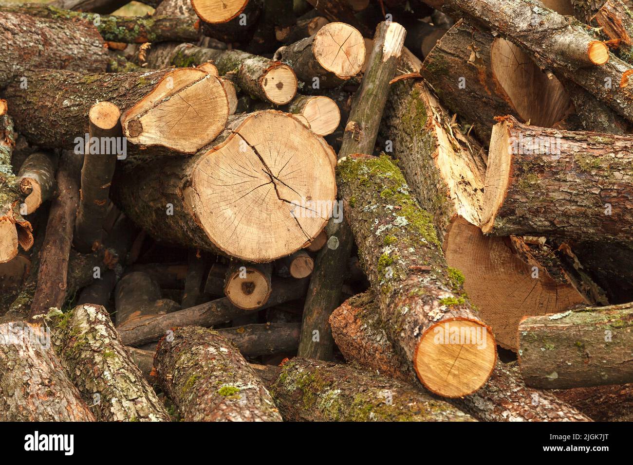 A bunch of big, sliced logs lying on the ground. Hardwood logs will be ...