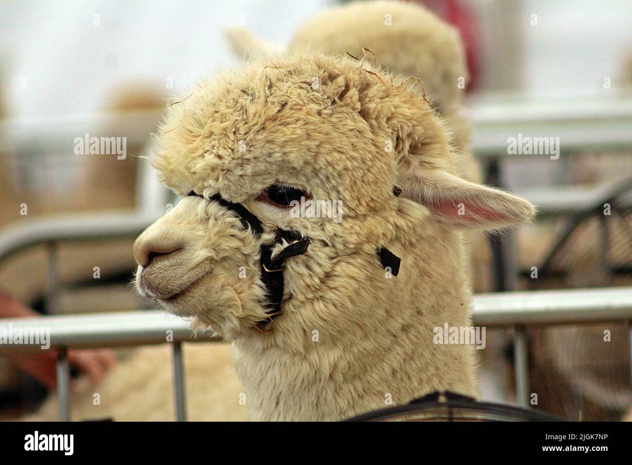 close up of a single white Alpaca with black halter with pen bars in ...