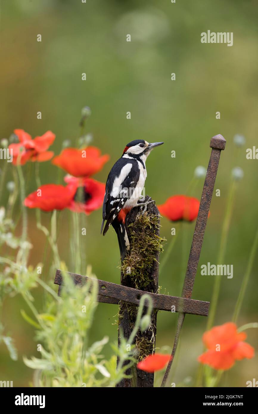 Great spotted woodpecker Dendrocopos major, adult male perched on post ...