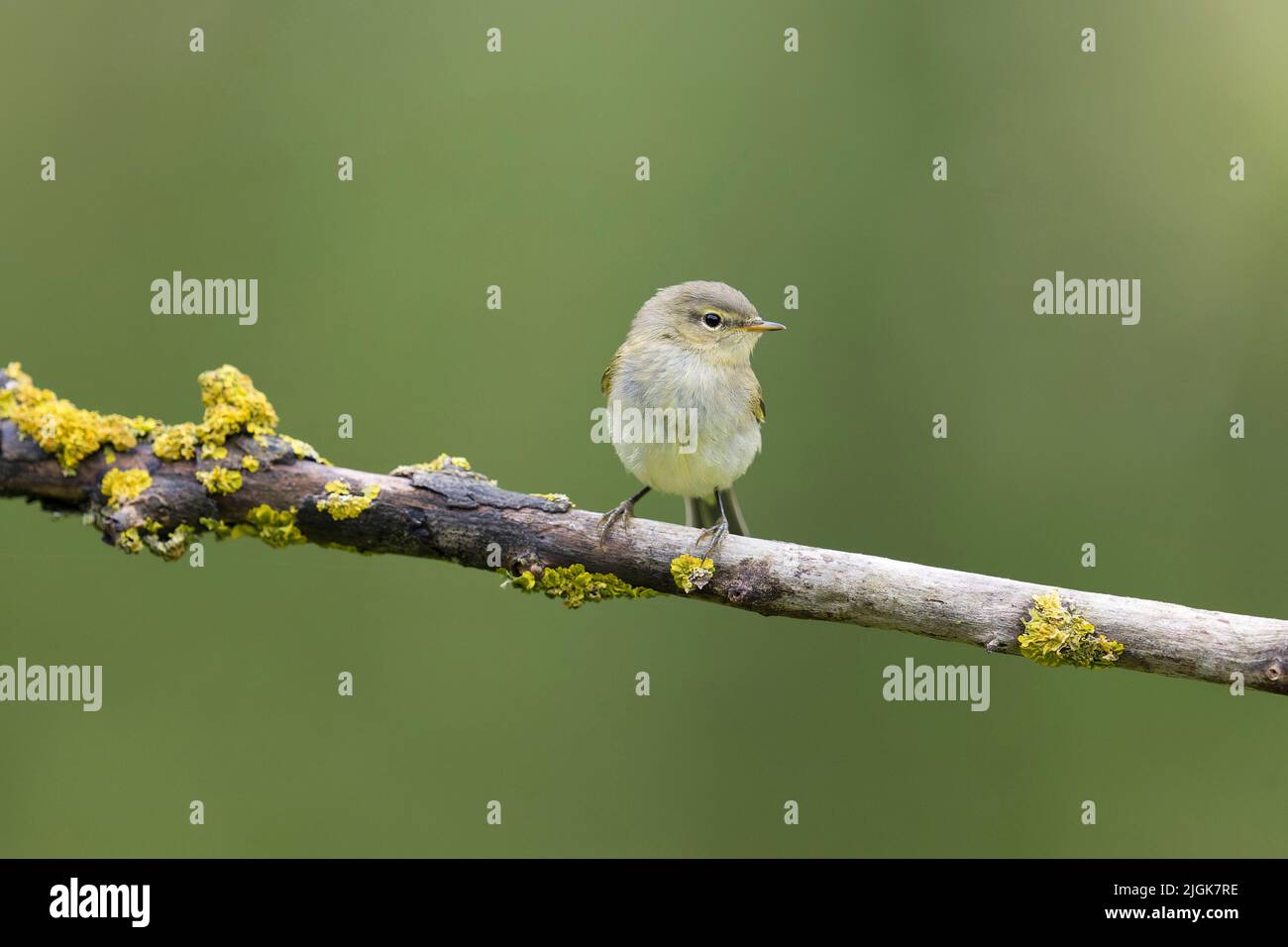 Juvenile chiffchaff hi-res stock photography and images - Alamy