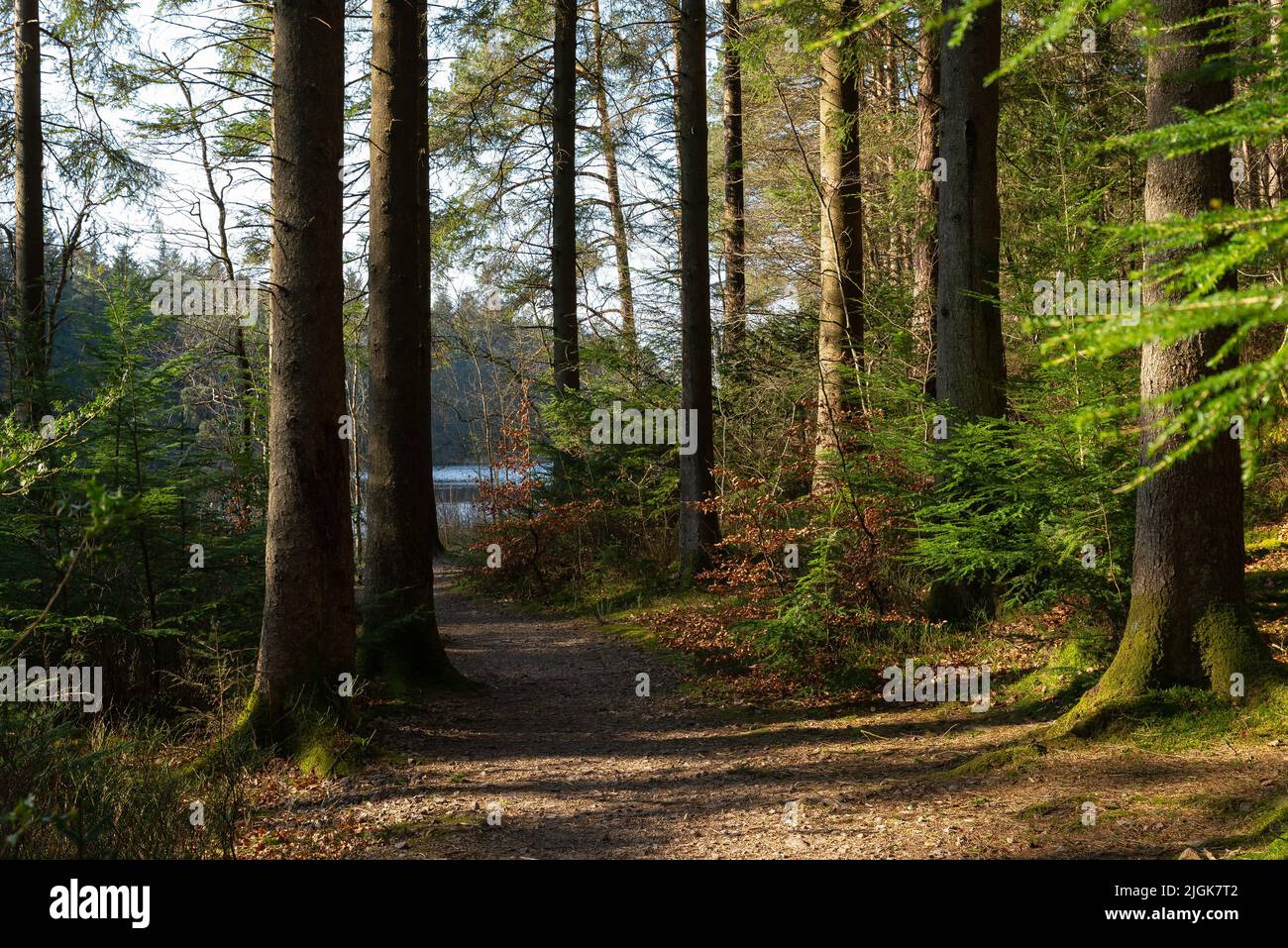 Landscape along the hiking trail. Dalbeattie Forest Town Woods ...