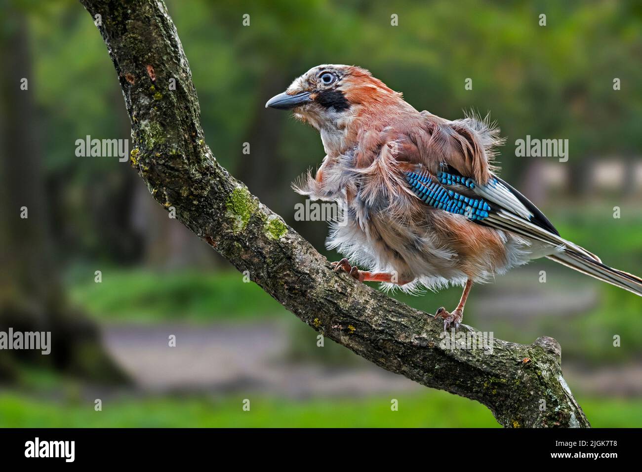Eurasian jay feathers hi-res stock photography and images - Alamy