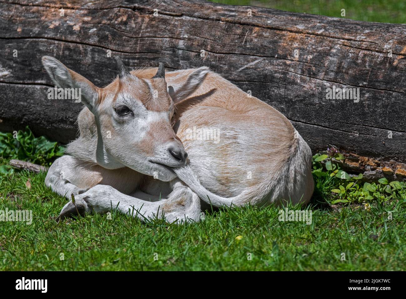 Young animals nibble hi-res stock photography and images - Alamy