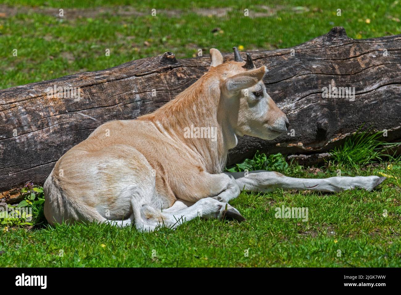 Addax / white antelope / screwhorn antelope (Addax nasomaculatus) cute ...