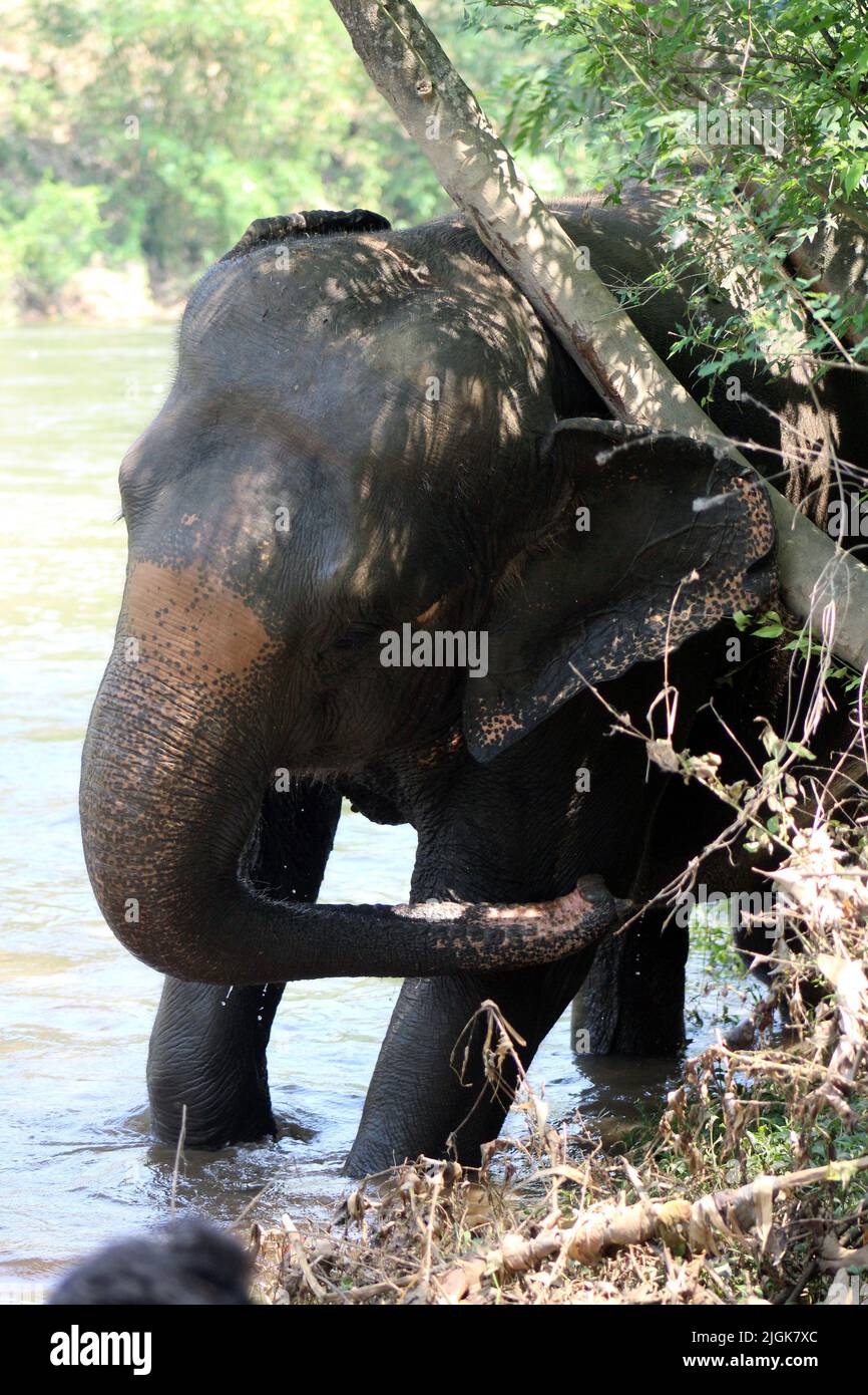 Indian elephant (Elephas maximus indicus) near Kanchanaburi, Thailand ...
