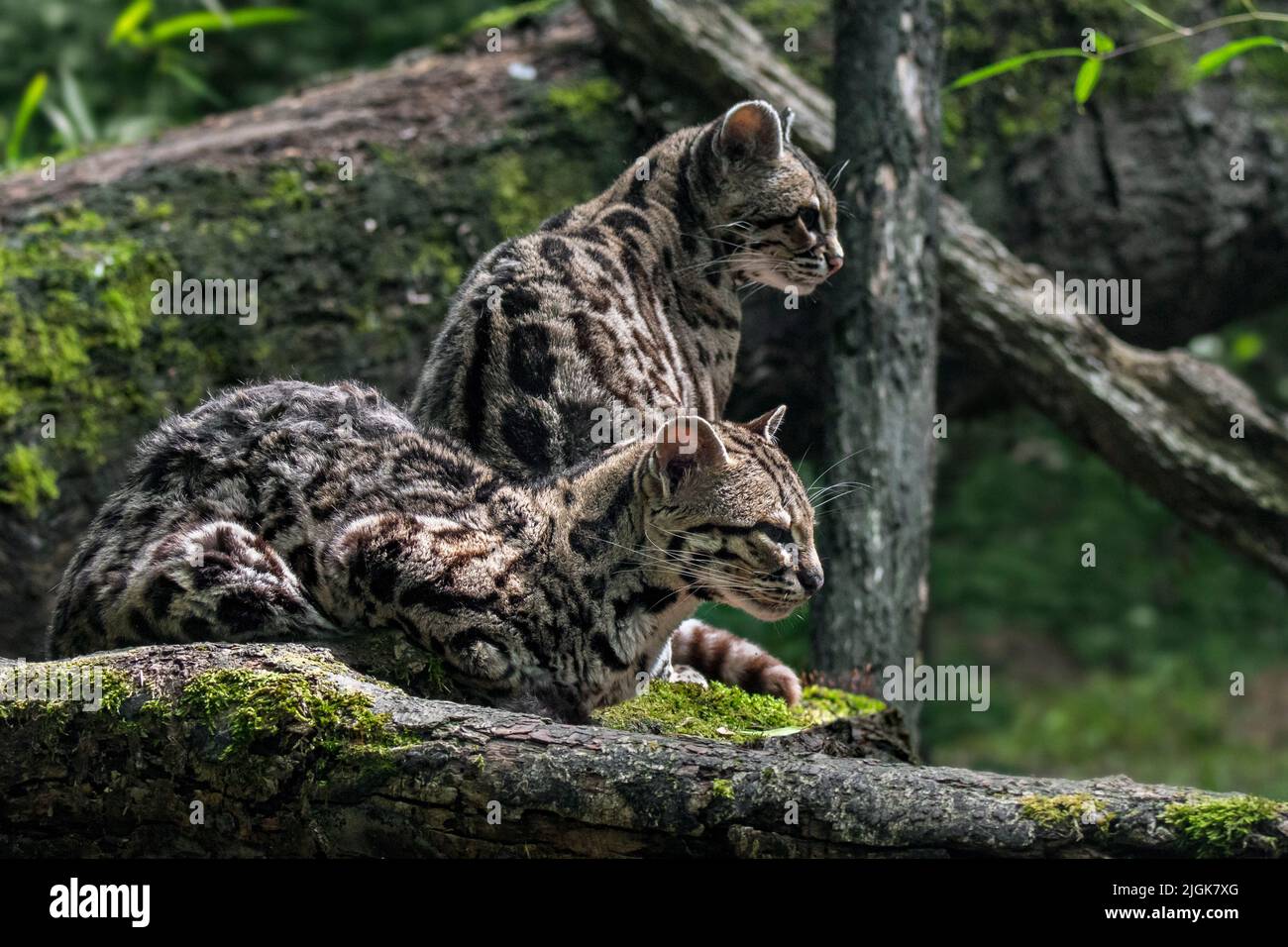 Margay hi-res stock photography and images - Alamy