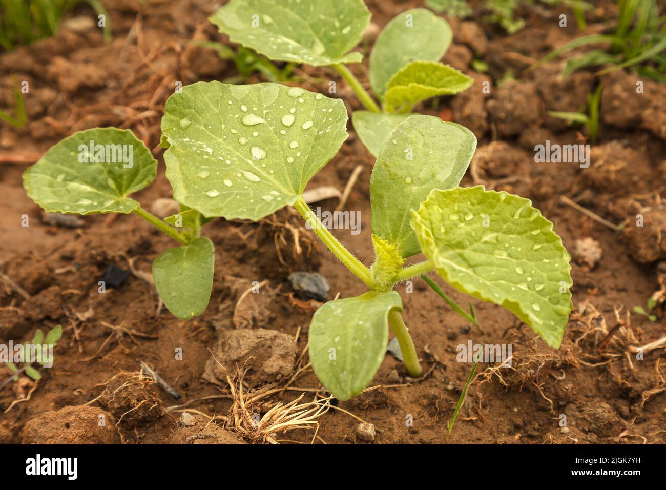 Melon growing on garden soil hi-res stock photography and images - Alamy