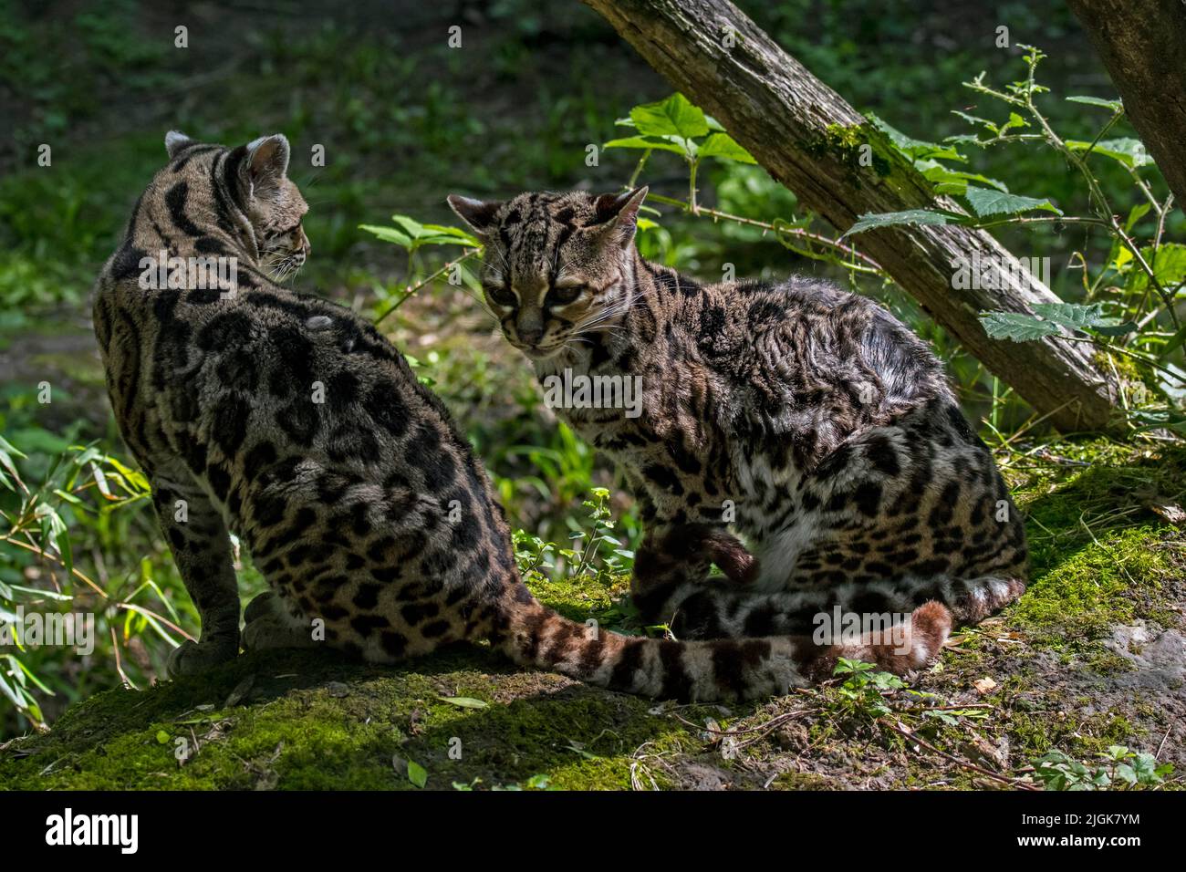 Margay hi-res stock photography and images - Alamy
