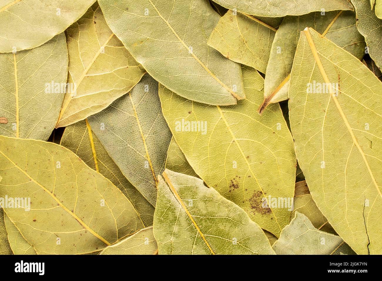 Dry fragrant bay leaf, close-up, top view Stock Photo - Alamy