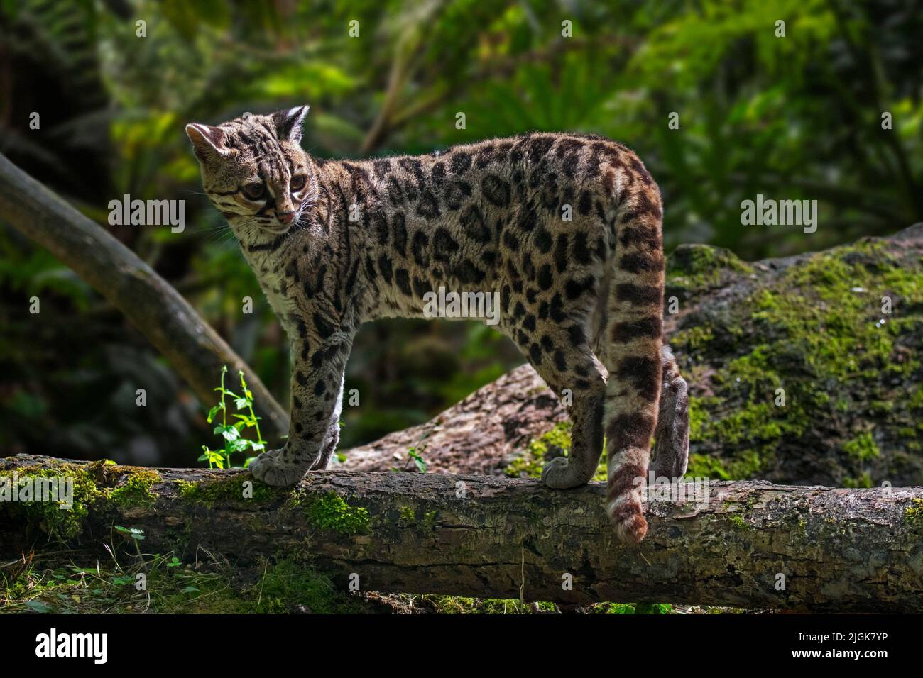 Margay hi-res stock photography and images - Alamy