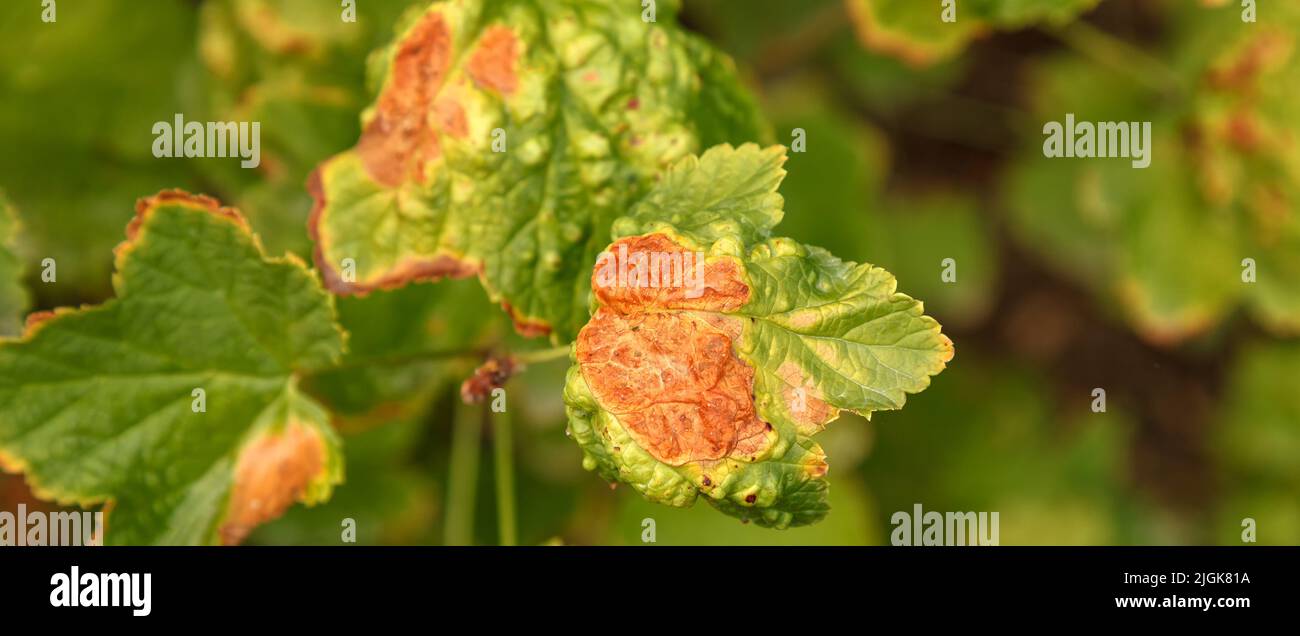 Gallic aphids on the leaves of currant. Red spots on the green leaves ...