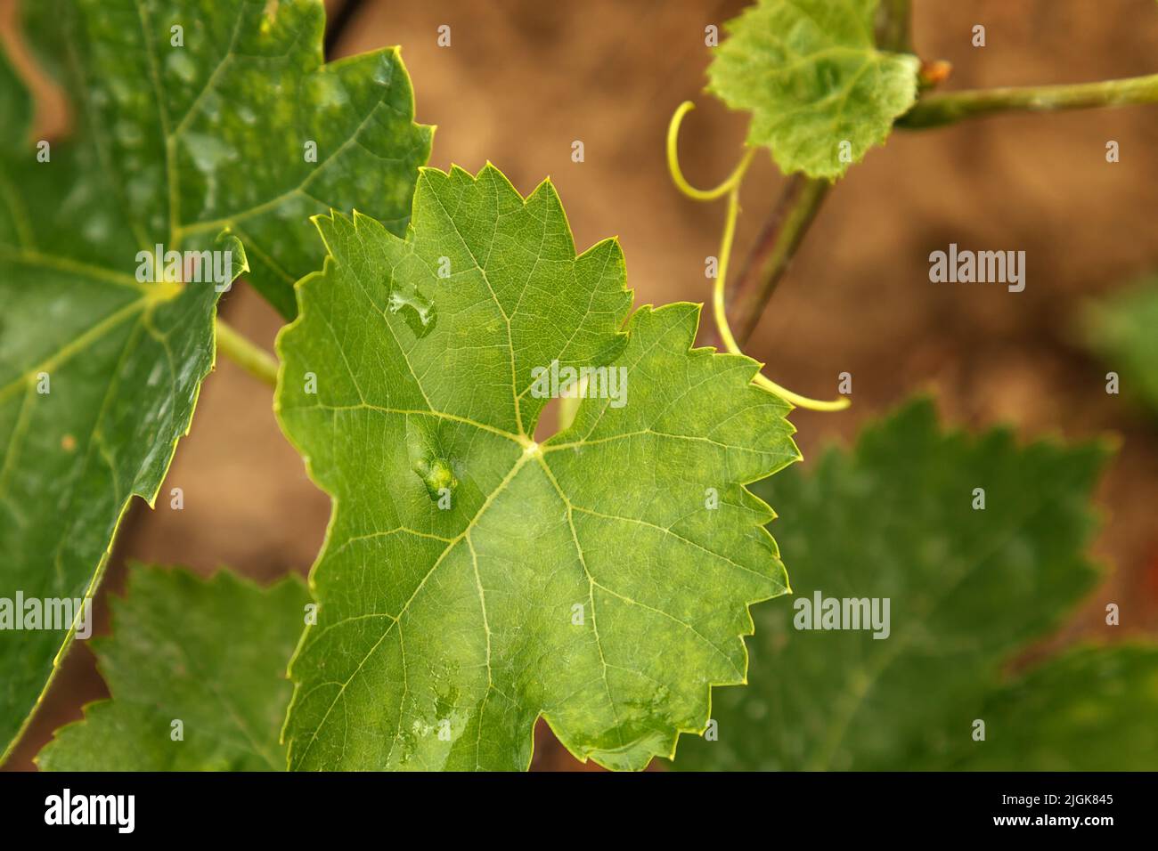 Tetranychus urticae is a type of mite of the genus Eriophyes that infects grape leaves. The vine ...