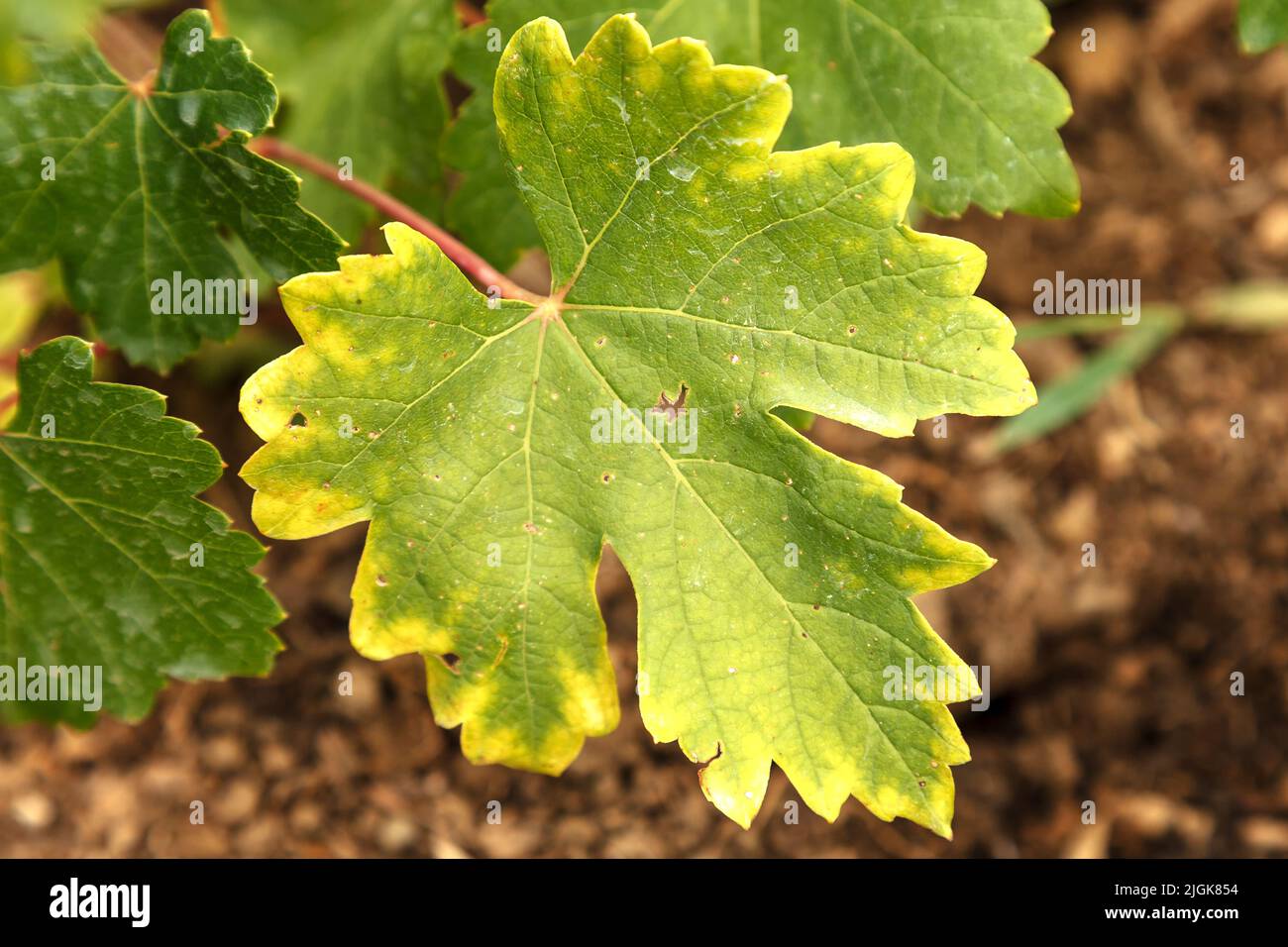 Grape vine disease hi-res stock photography and images - Alamy