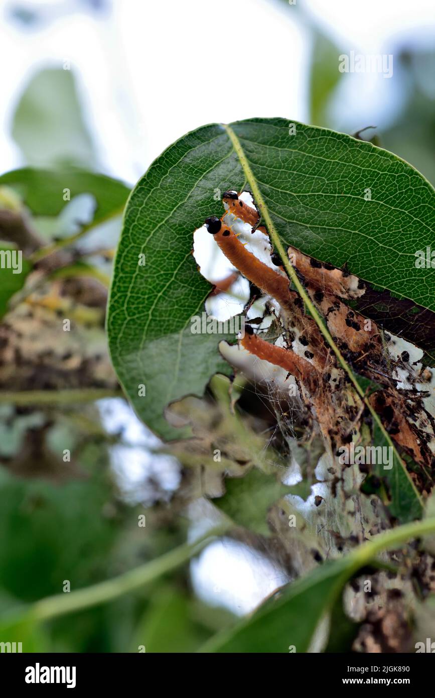 Social Pear sawfly caterpillars (larvae), Neurotoma saltuum, with ...