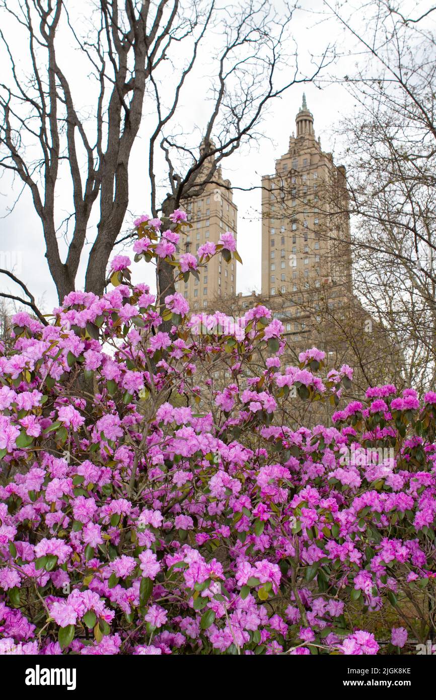 Azaleas in bloom in Central Park Stock Photo - Alamy
