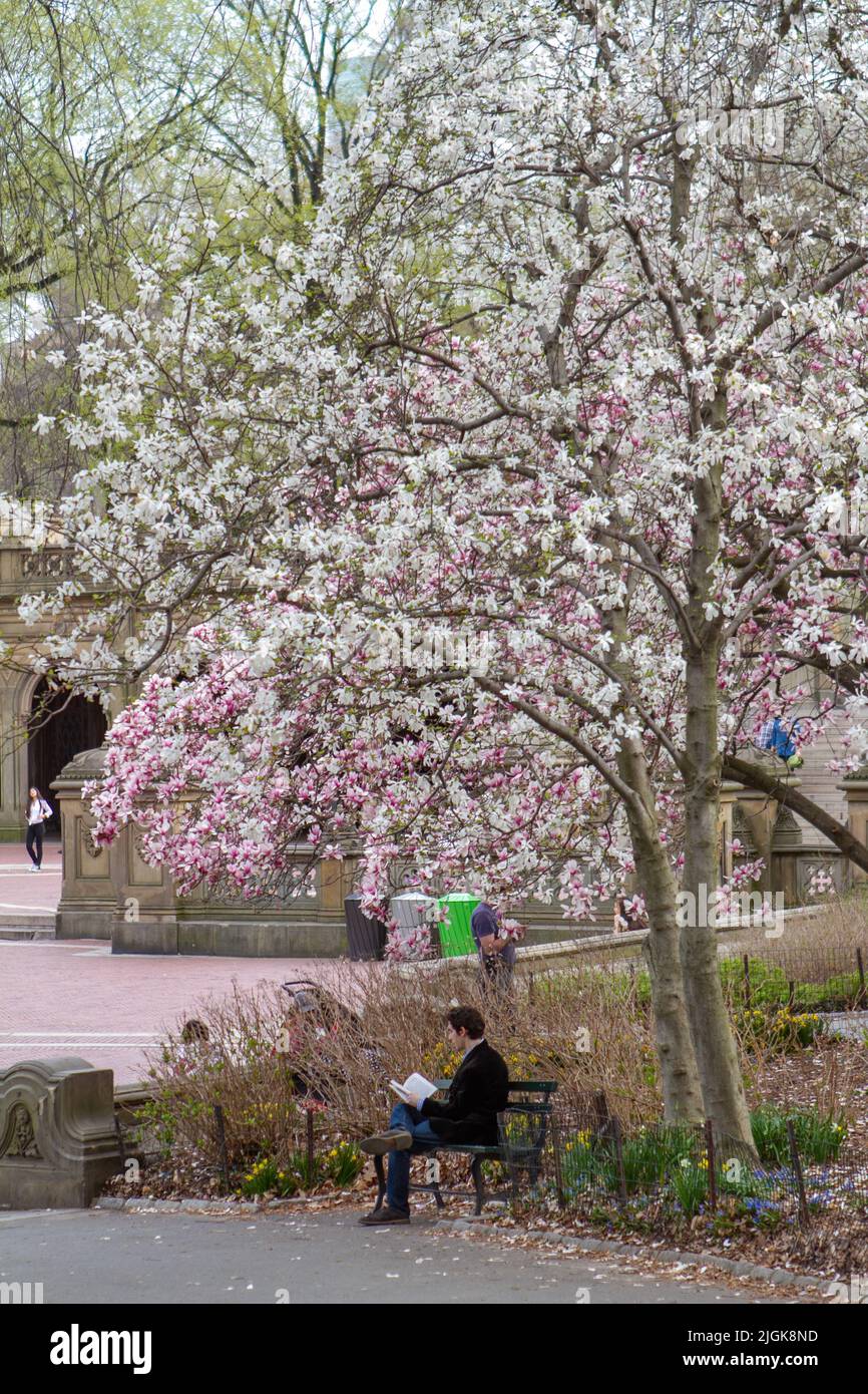 Reading under tree central park hi-res stock photography and images - Alamy