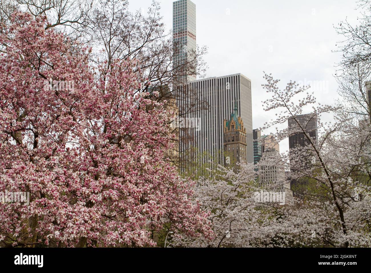 Flowering trees in Central Park with the Manhattan skyline in the ...