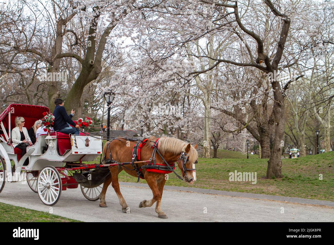 Central park spring horse carriage hi-res stock photography and images ...