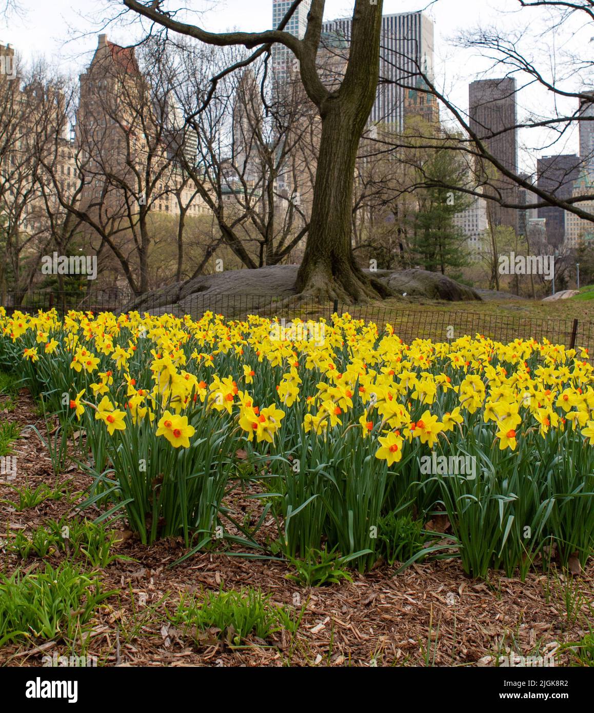 New york central park spring aerial hi-res stock photography and images ...