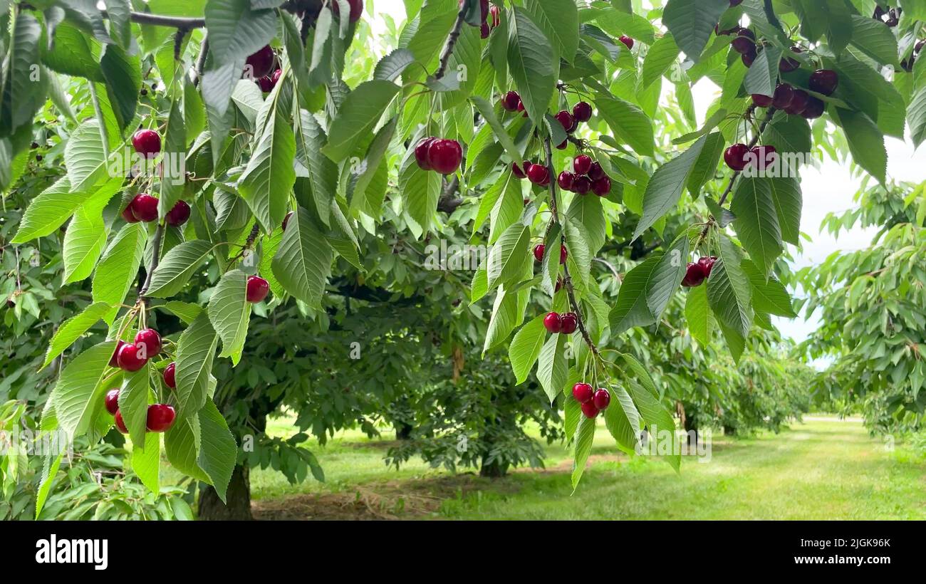 Cherry orchard in full hi-res stock photography and images - Alamy