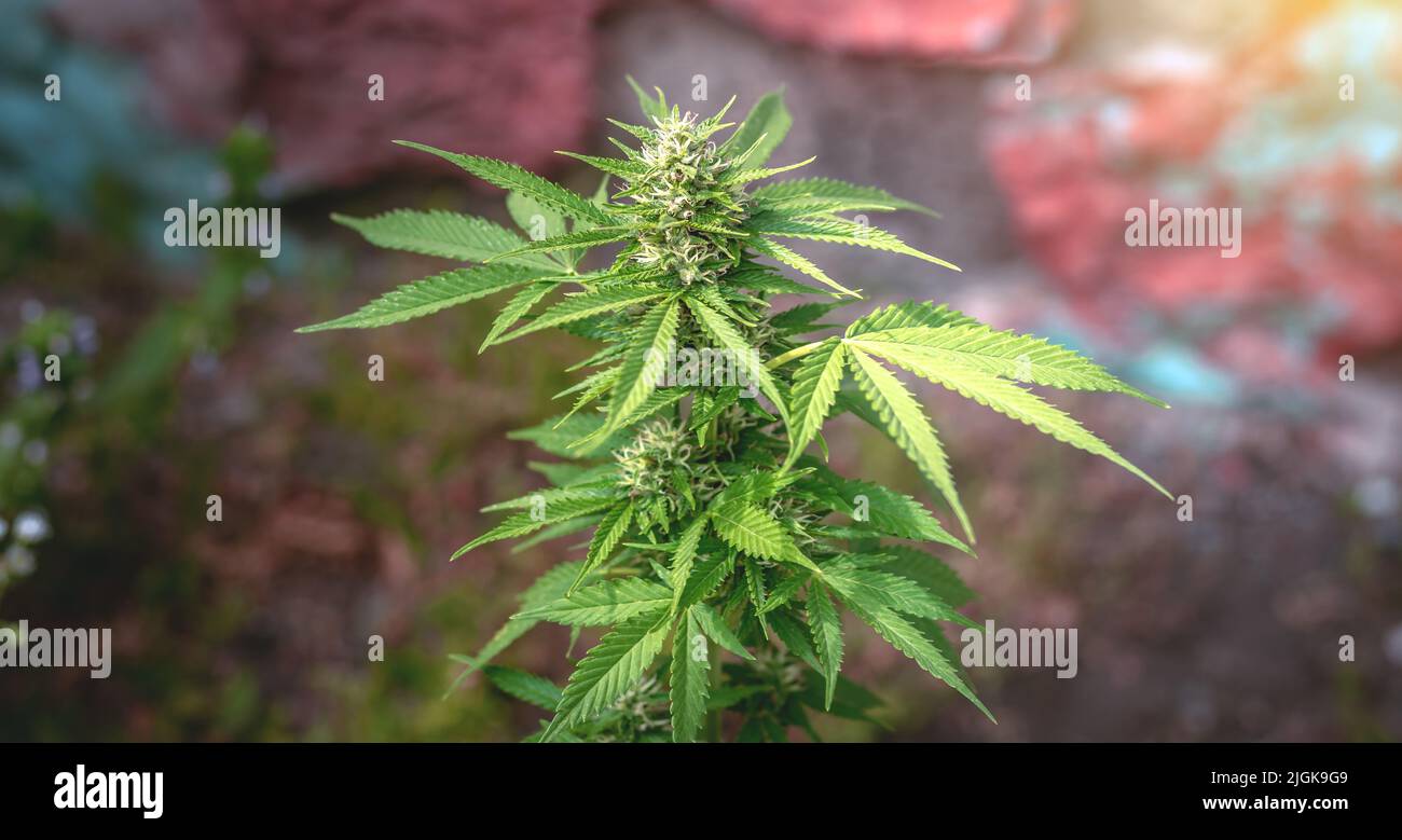 Blooming marijuana. Growing cannabis. Leaf of a medicinal plant ...