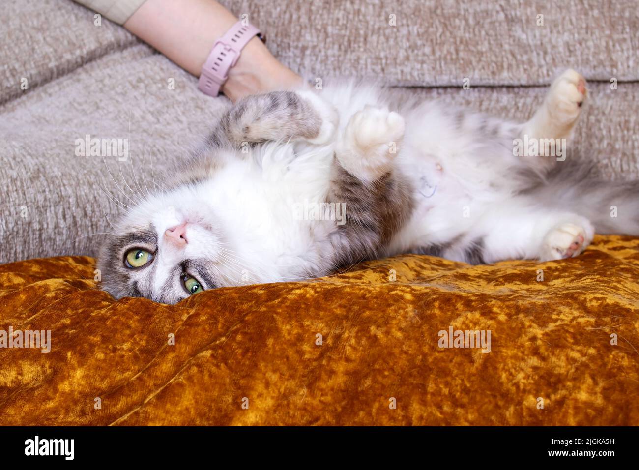 Human hand petting cat head hi-res stock photography and images - Alamy