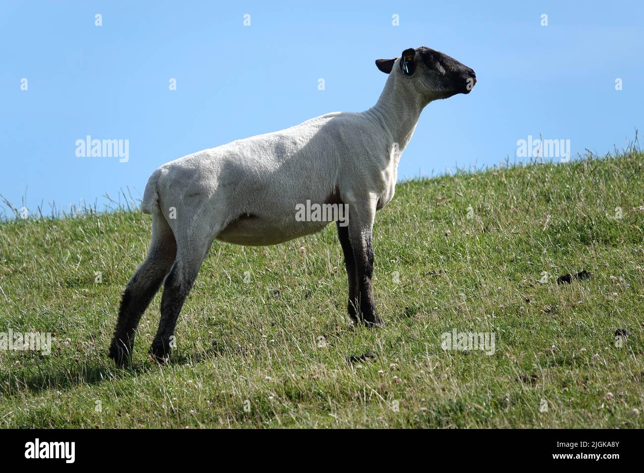 Farming mutton hi-res stock photography and images - Alamy