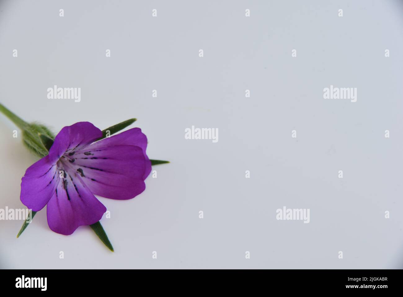 Sample corncockle hi-res stock photography and images - Alamy
