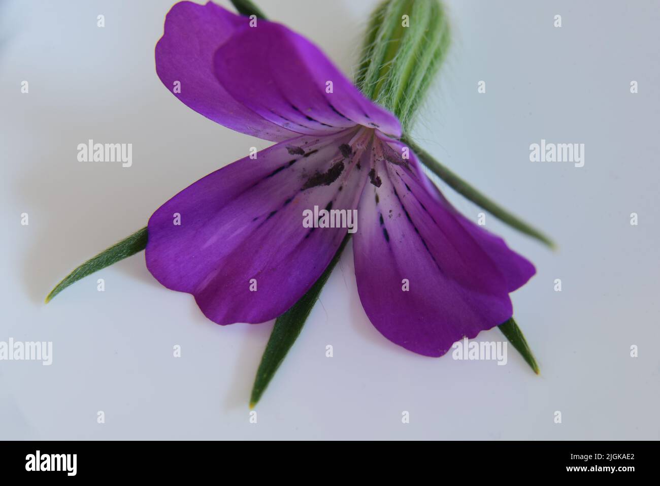 Sample corncockle hi-res stock photography and images - Alamy