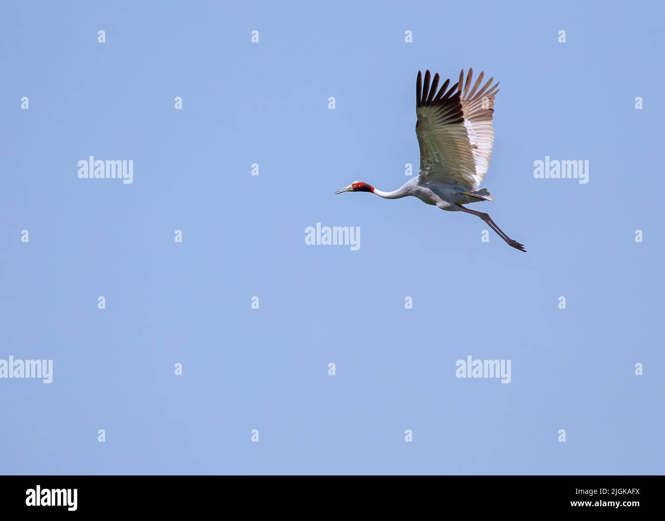 Crane flying over lake hi-res stock photography and images - Alamy