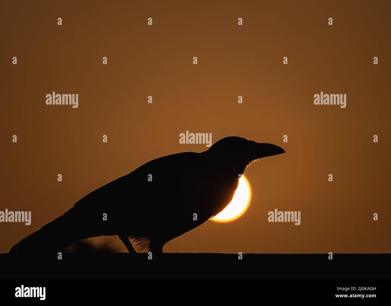 A Silhouette of a crow against Sun Stock Photo - Alamy