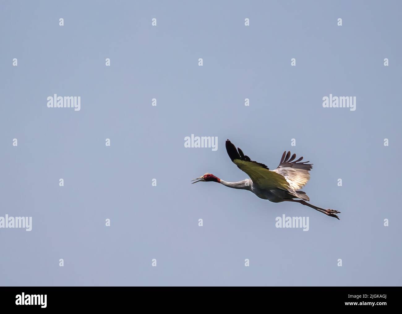 Sarus flying with open wings in the sky Stock Photo - Alamy