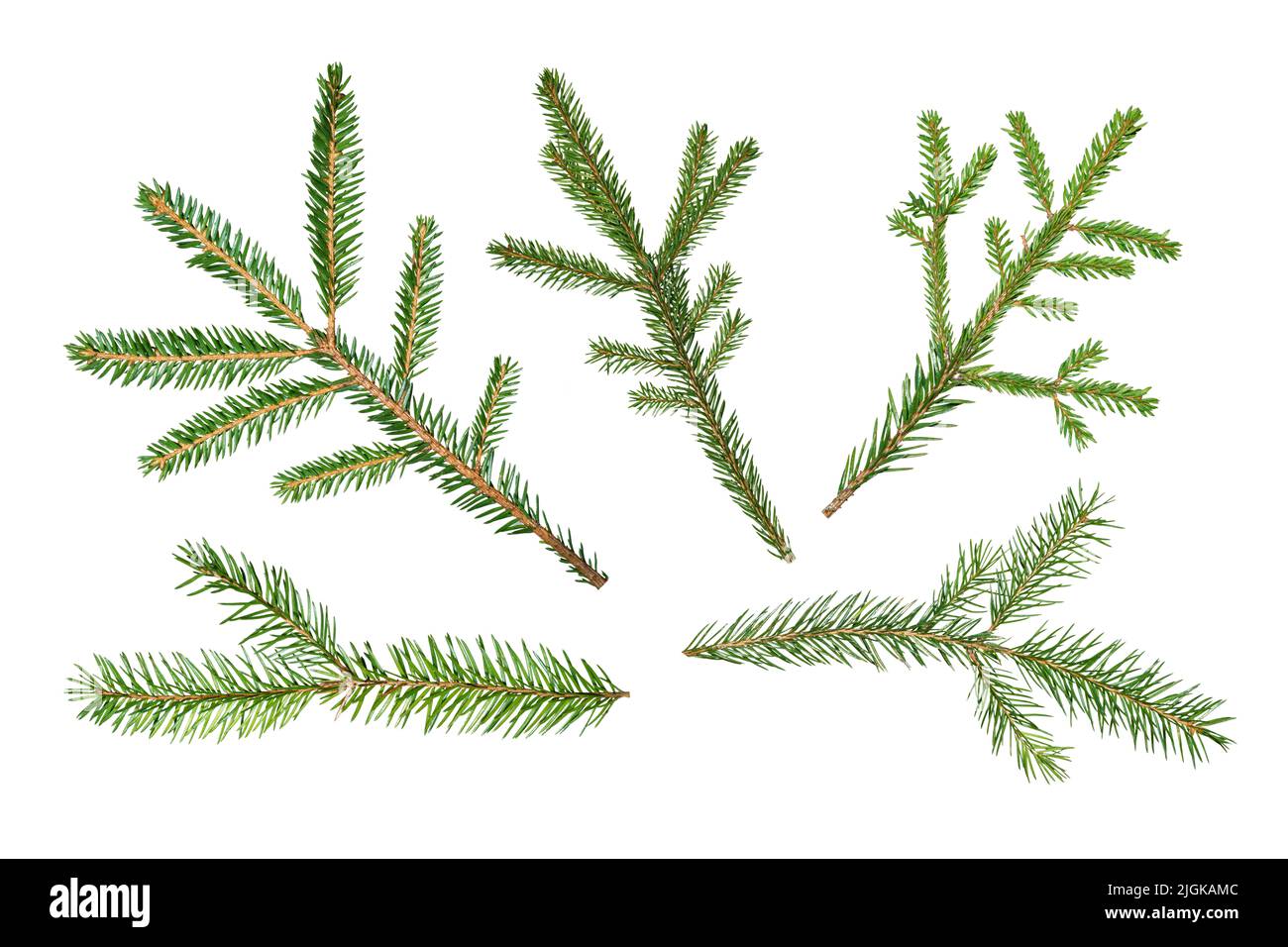 Set of fir branches isolated on white background Stock Photo - Alamy