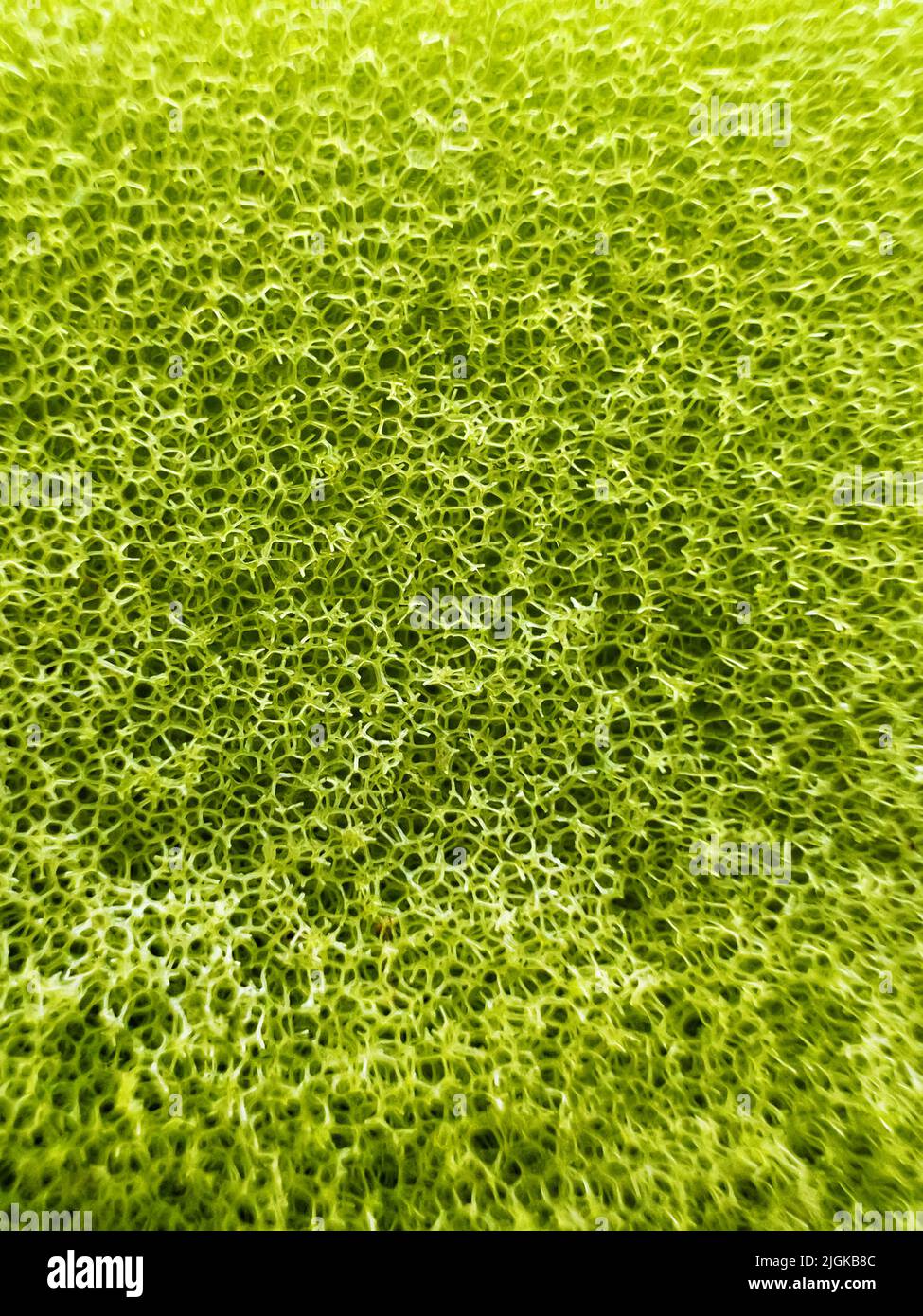 Mop close up hi-res stock photography and images - Alamy