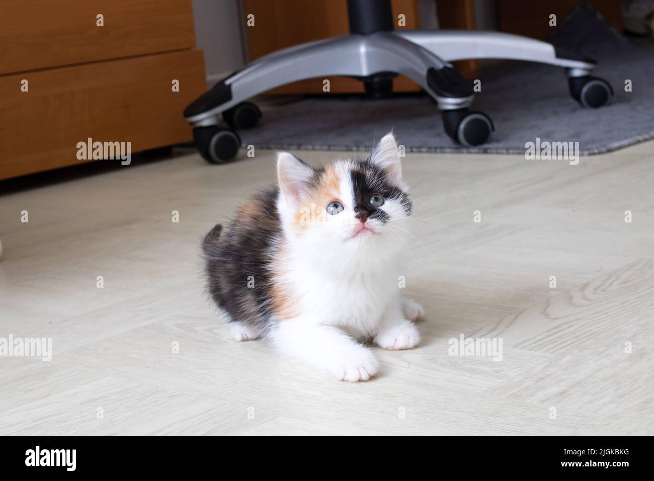 Tri color tabby hi-res stock photography and images - Alamy