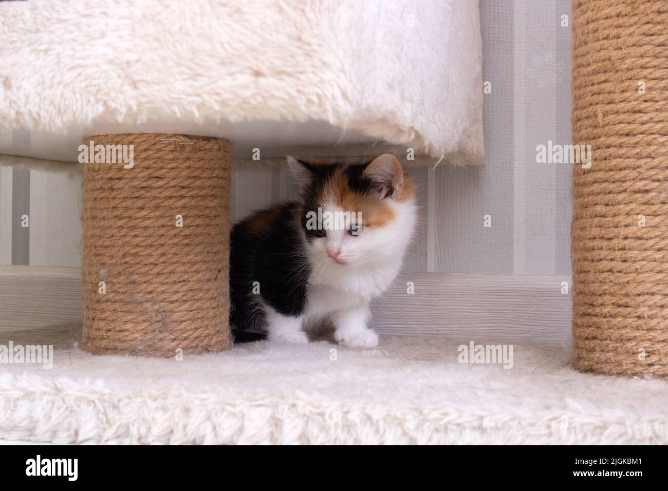 Tri color tabby hi-res stock photography and images - Alamy