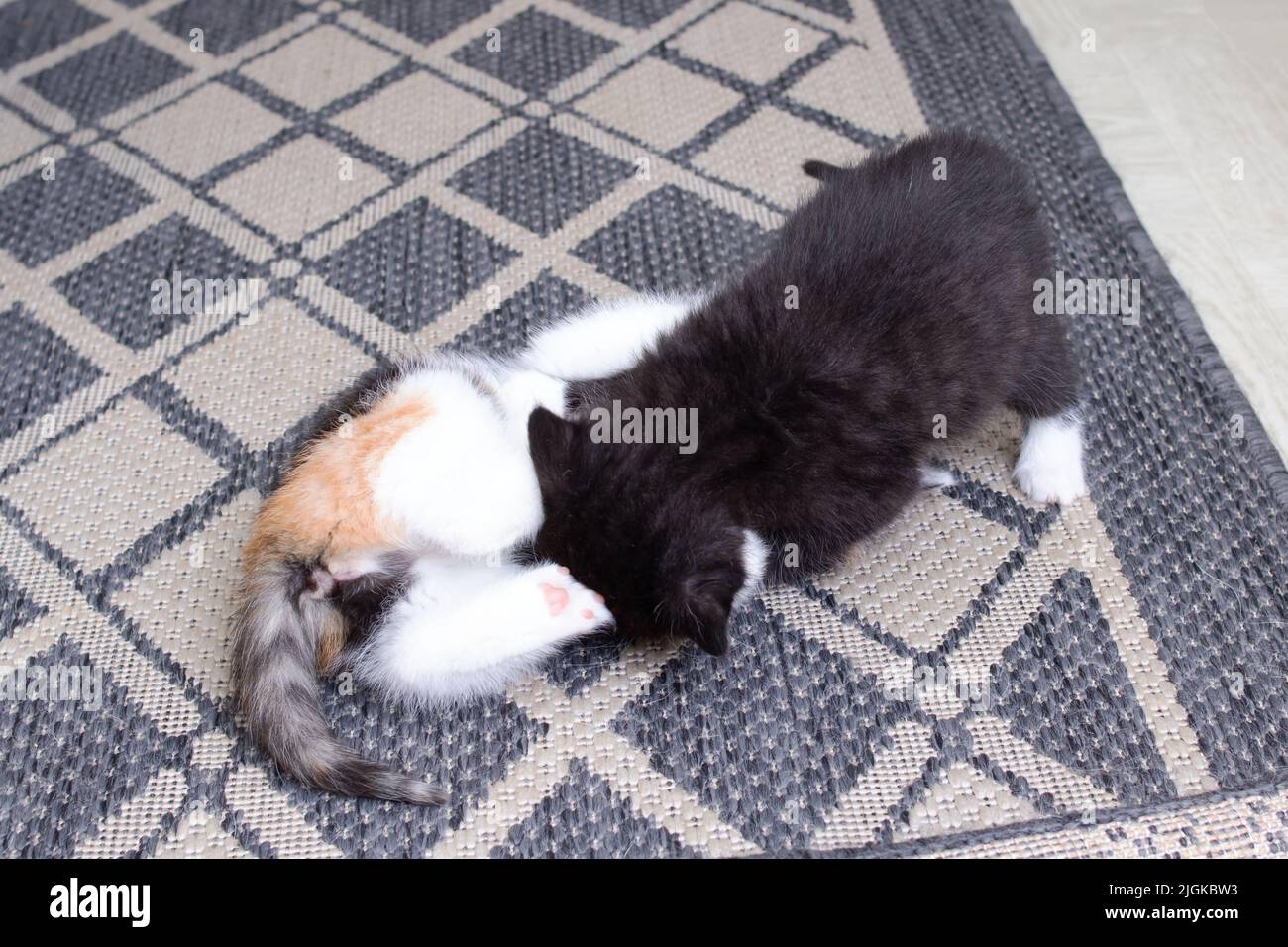 Two little kittens playing on the carpet close up Stock Photo - Alamy