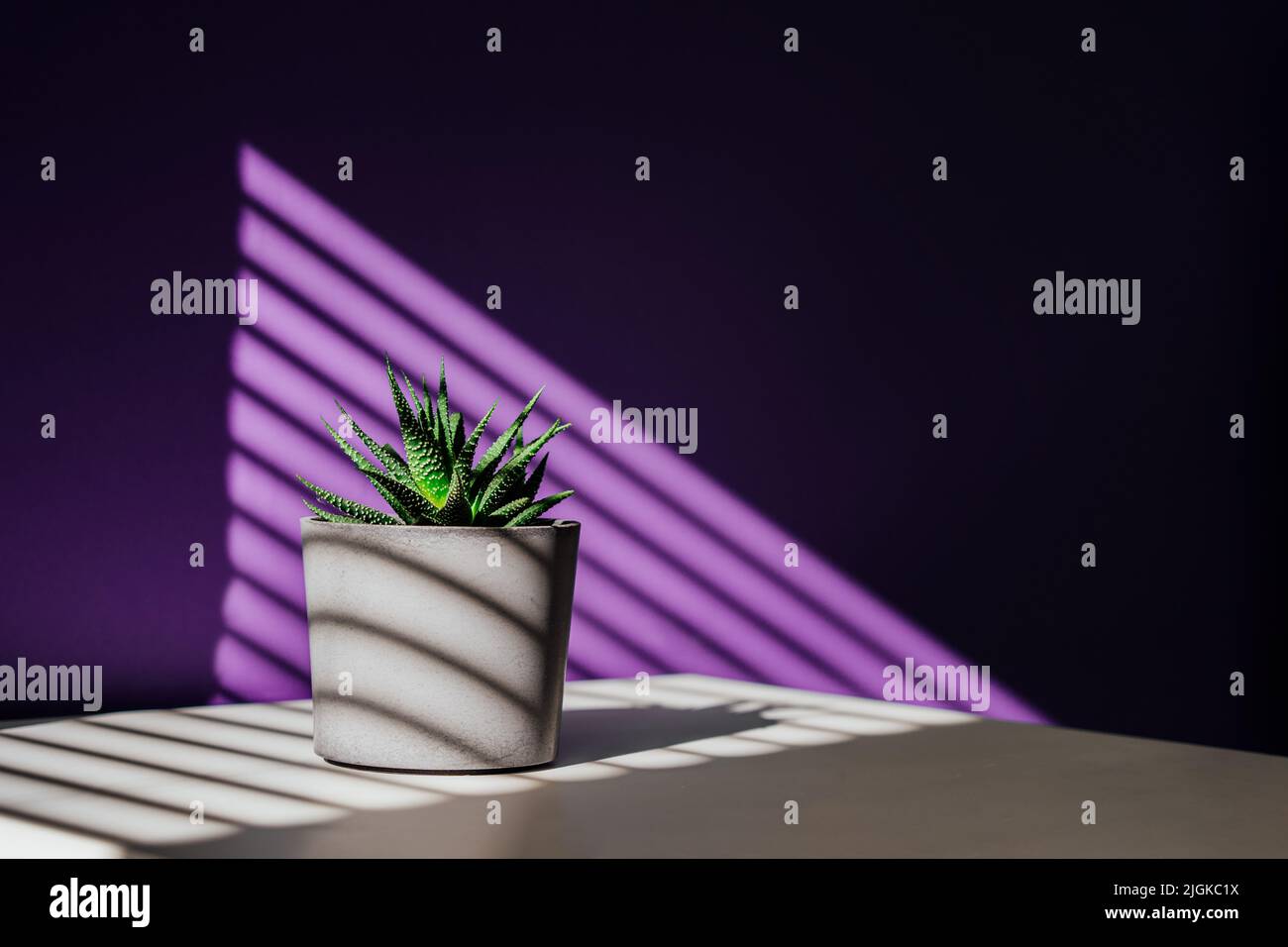 Green succulent in concrete plant pot with decorative shadows on violet ...