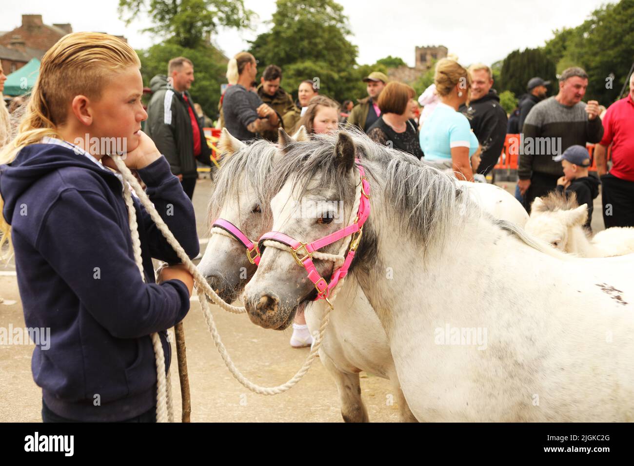 A young boy holding two grey ponies, Appleby Horse Fair, Appleby in ...