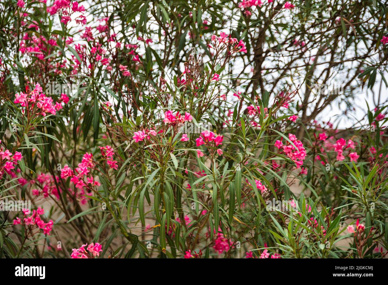 Pink flowers in a tree with green leaves Stock Photo - Alamy