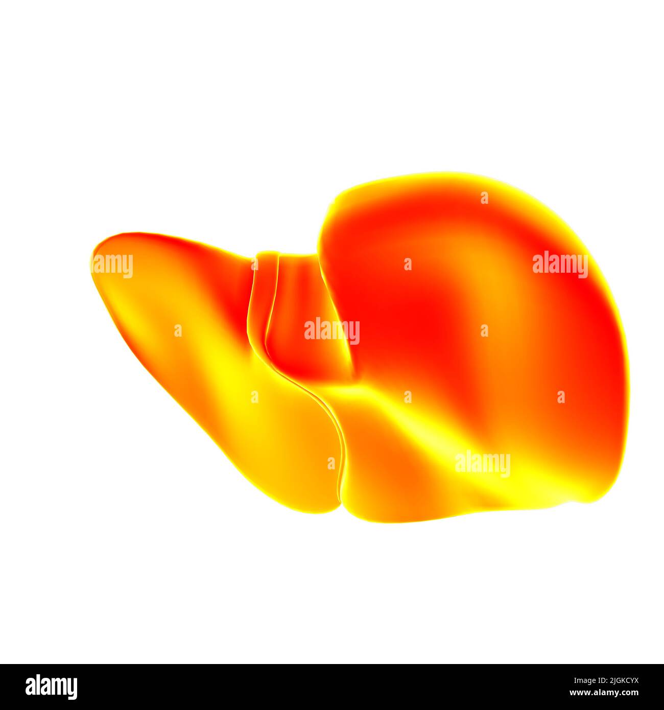 Liver 3D Illustration Human Digestive System Anatomy For Medical ...