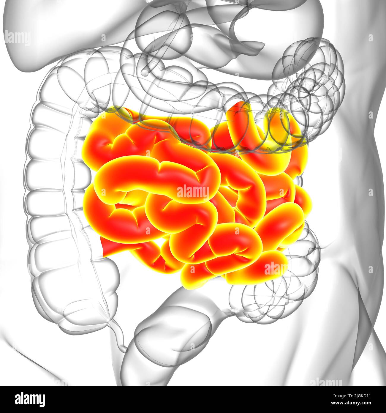 Small Intestine 3D Illustration Human Digestive System Anatomy For ...