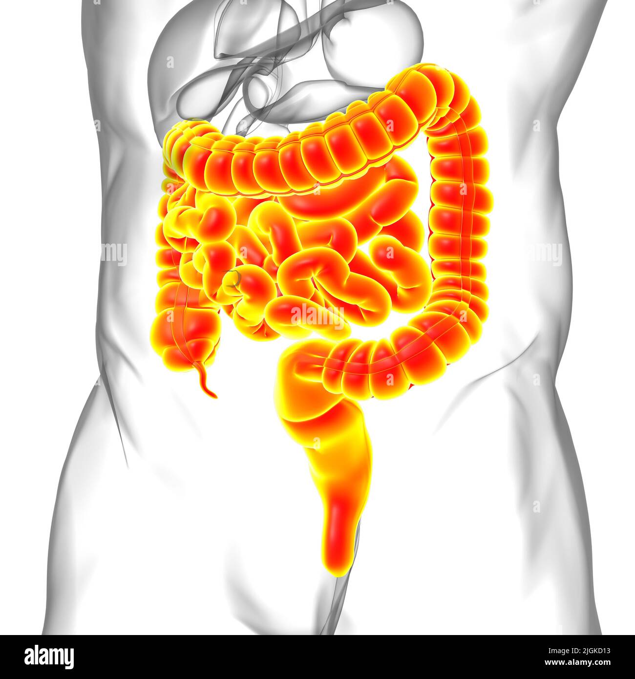 Small and Large Intestine 3D Illustration Human Digestive System ...