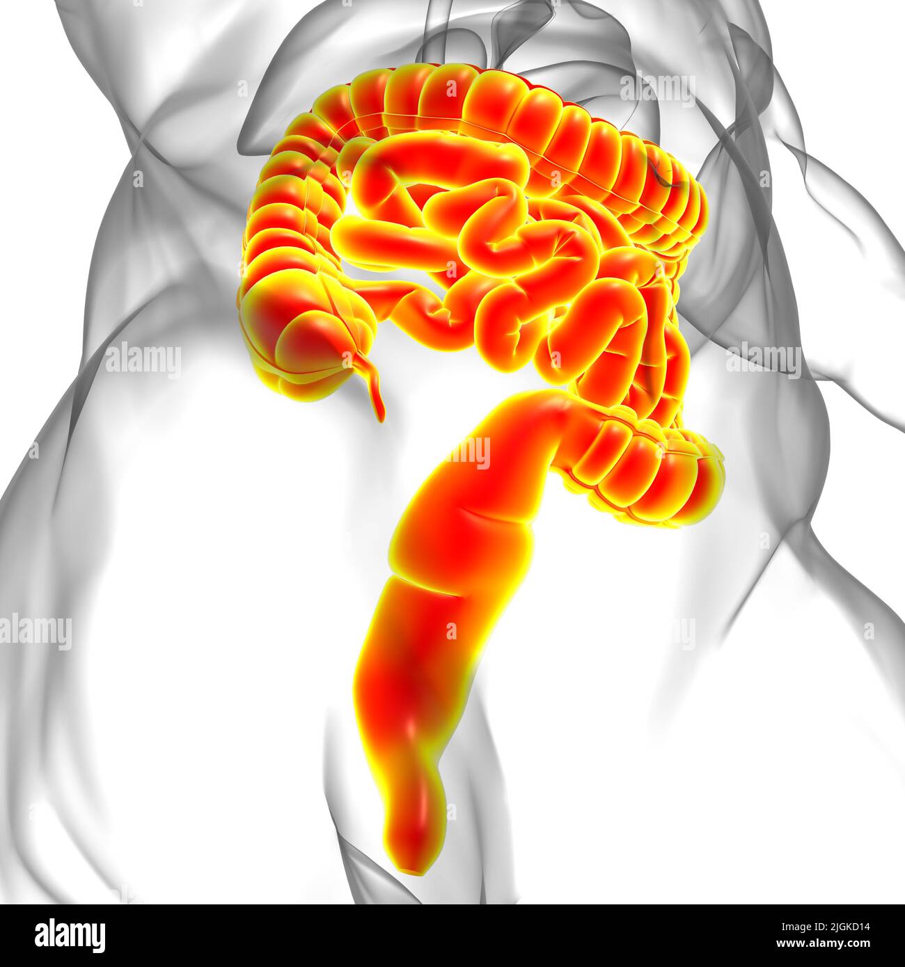 Small and Large Intestine 3D Illustration Human Digestive System ...