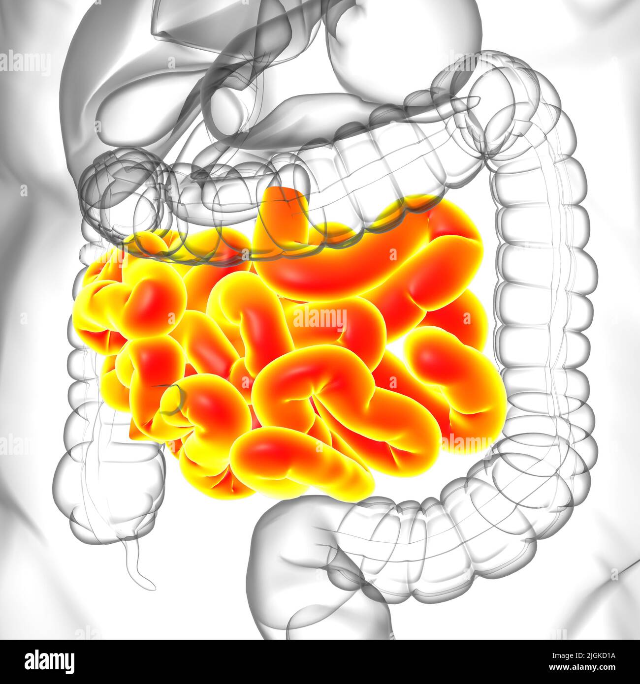 Small Intestine 3D Illustration Human Digestive System Anatomy For ...
