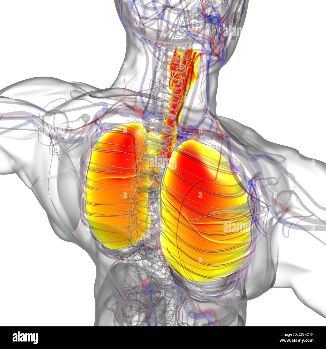 Lungs Human Respiratory System Anatomy For Medical Concept 3D ...