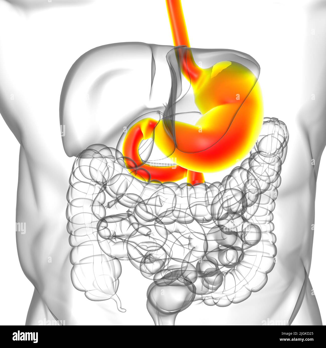 Stomach Anatomy Human Digestive System For Medical Concept 3D ...