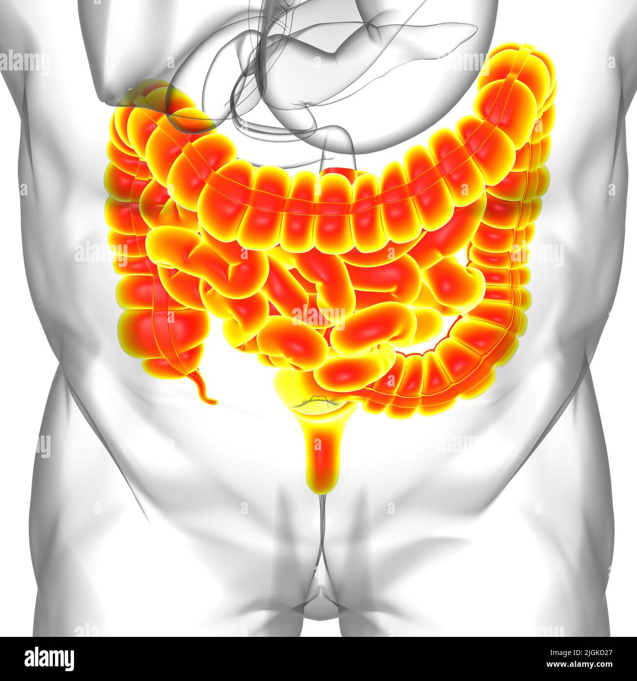 Small and Large Intestine 3D Illustration Human Digestive System ...