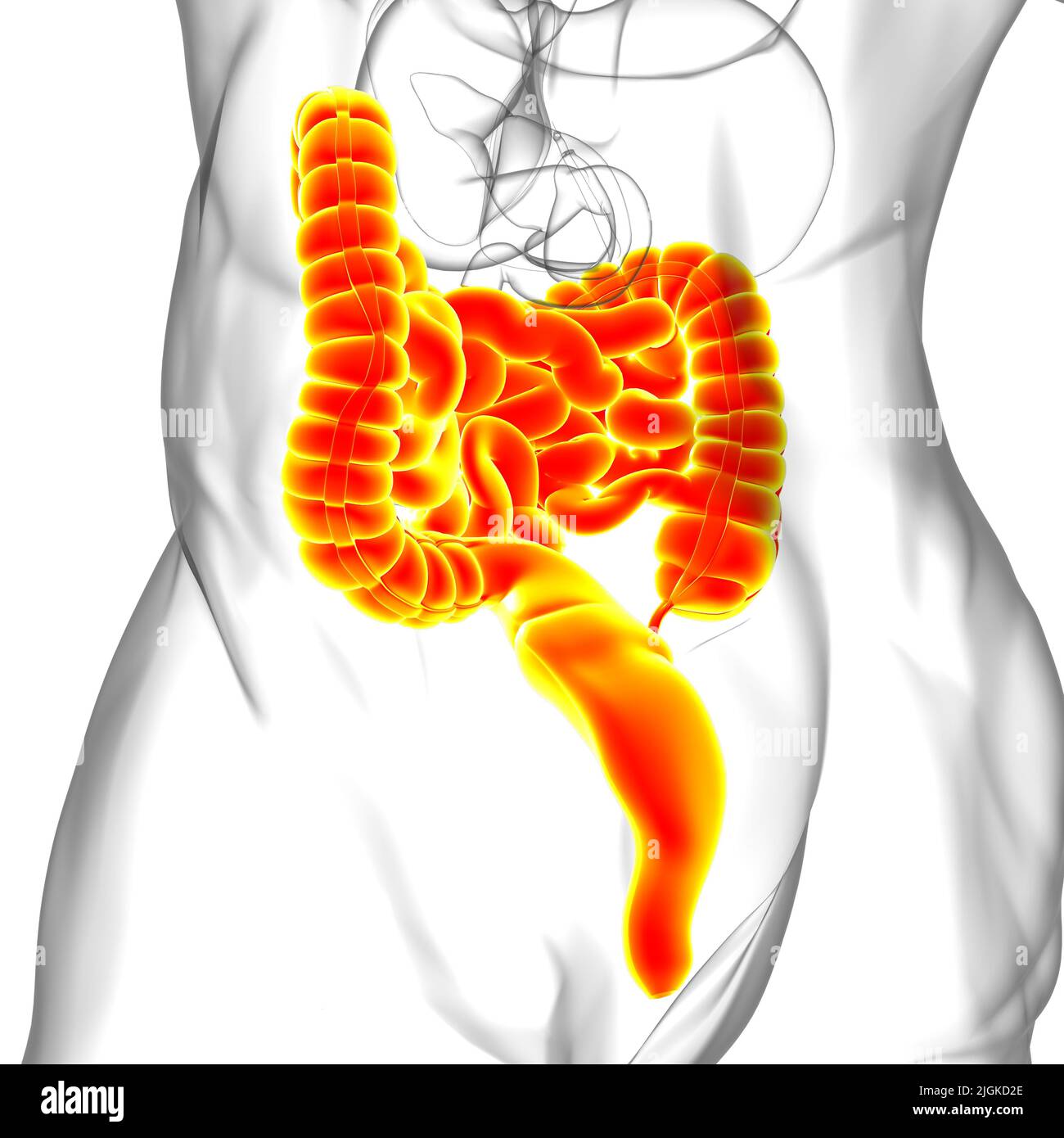 Small and Large Intestine 3D Illustration Human Digestive System ...