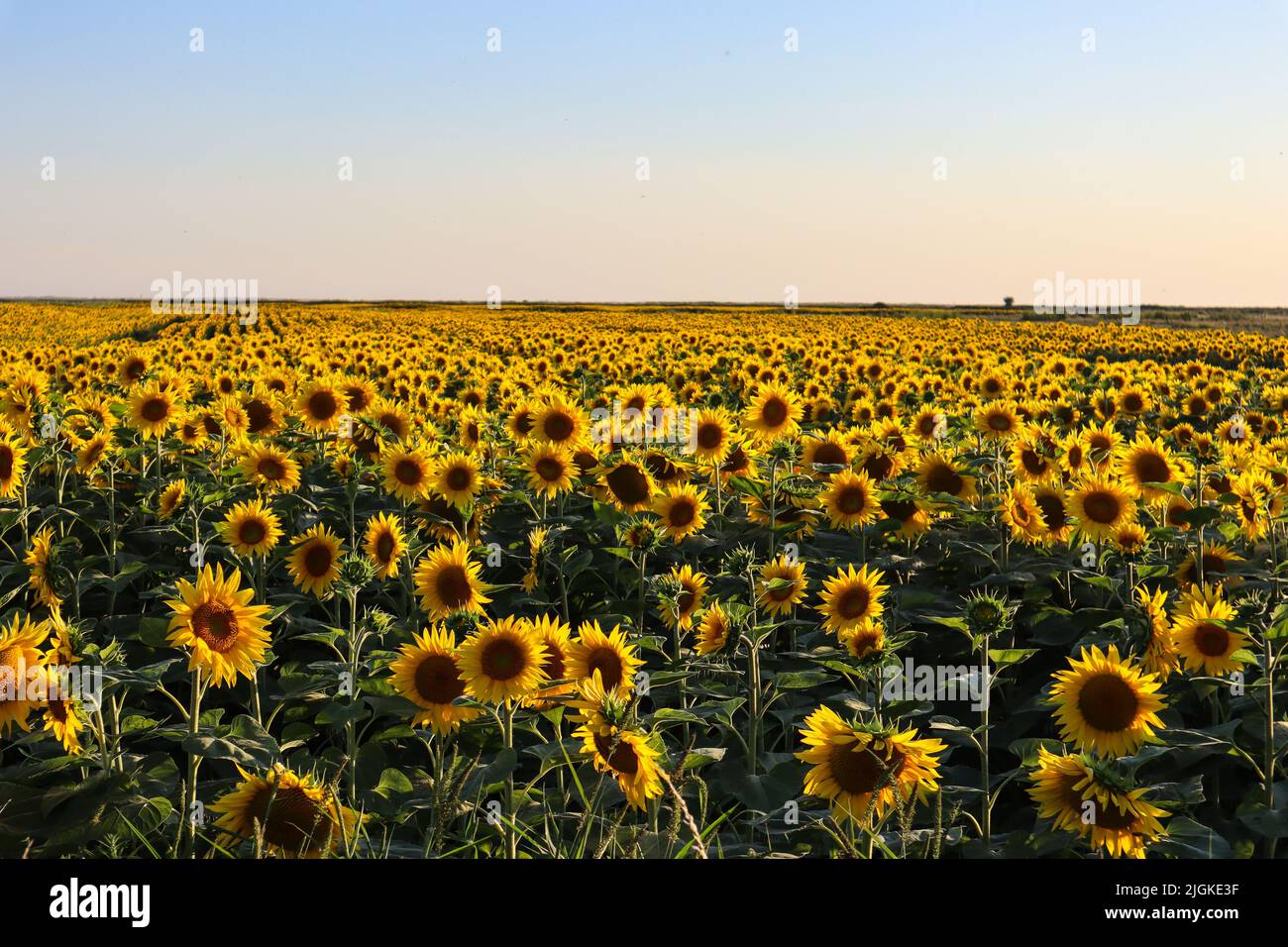 Gorgeous field of sunflowers in France, picture taken near Saint Thomas ...